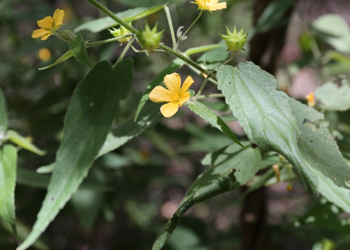 North Queensland Plants - Malvaceae